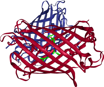 GFP dimer (PDB: 1GFL)